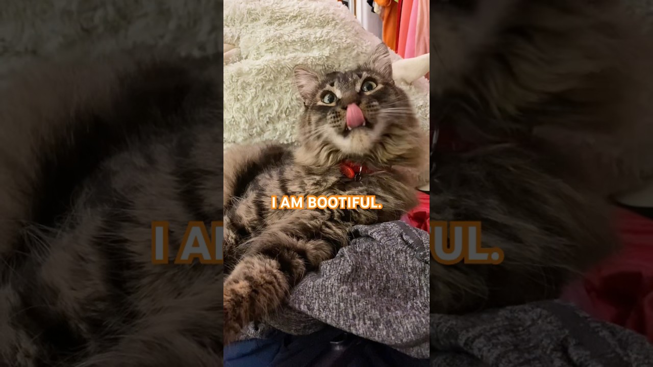I am bootiful. -Babylon #funnycatvideos #positiveaffirmations - YouTube