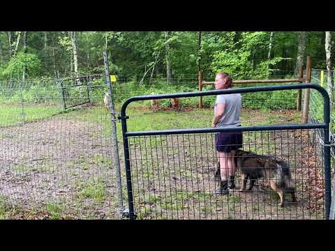 Karma beginning her herding training in a 30’ x 30’ with goats