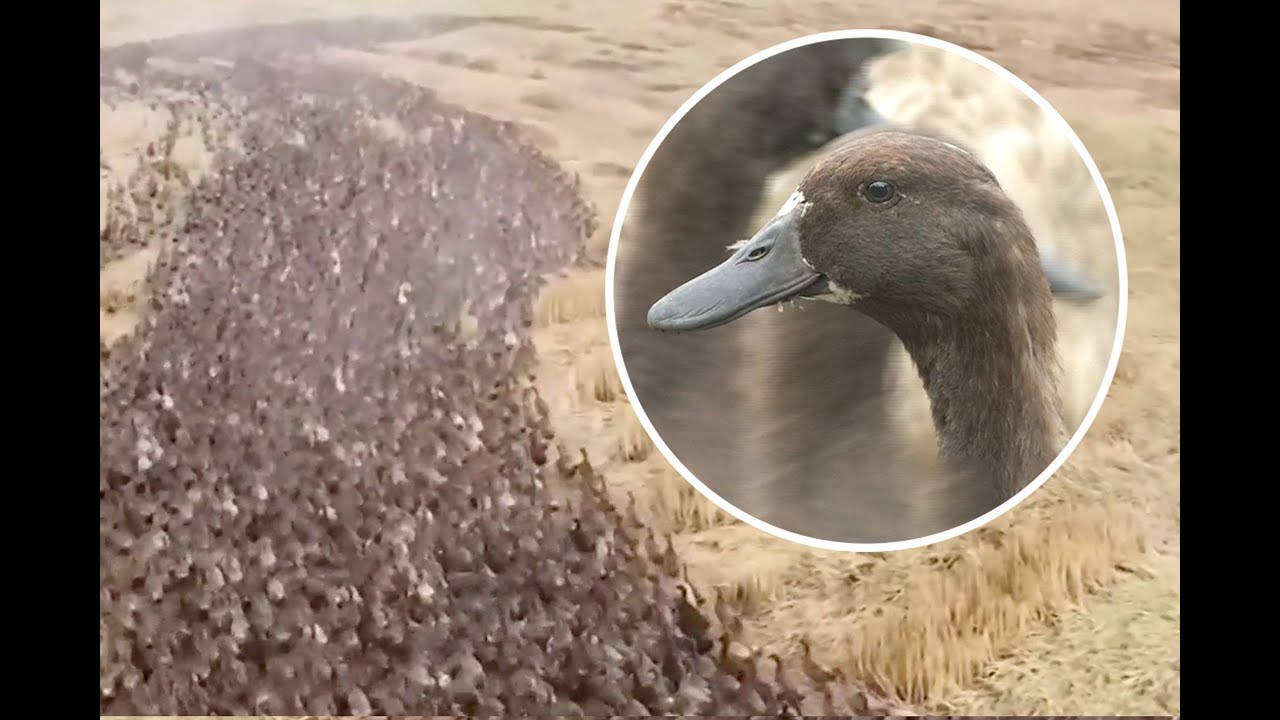 Watch 10,000 snail-eating ducks ‘clean’ a rice paddy (Video) - YouTube