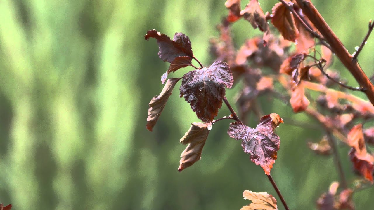 Pacific Northwest Rain--4K (Ultra HD), Natural Sound - YouTube