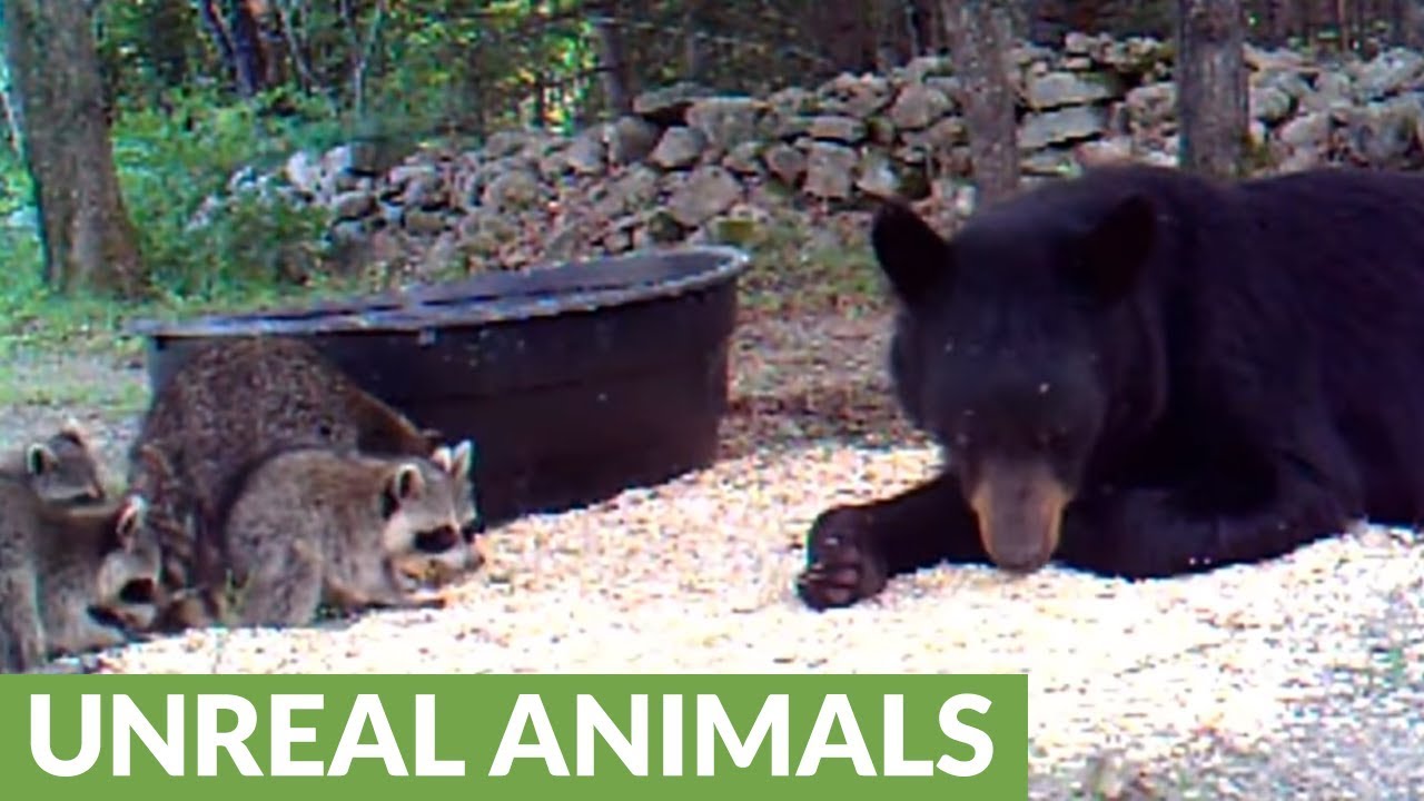 Raccoon mom & babies snack together with wild black bear - YouTube
