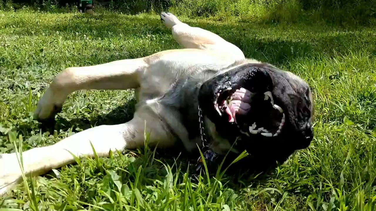 English Mastiff playing attack the human. - YouTube