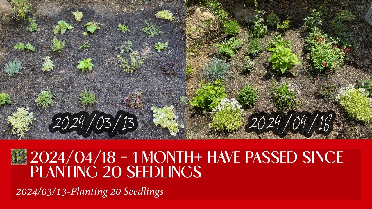 2024/04/18 1 month+ have passed since planting 20 seedlings - YouTube