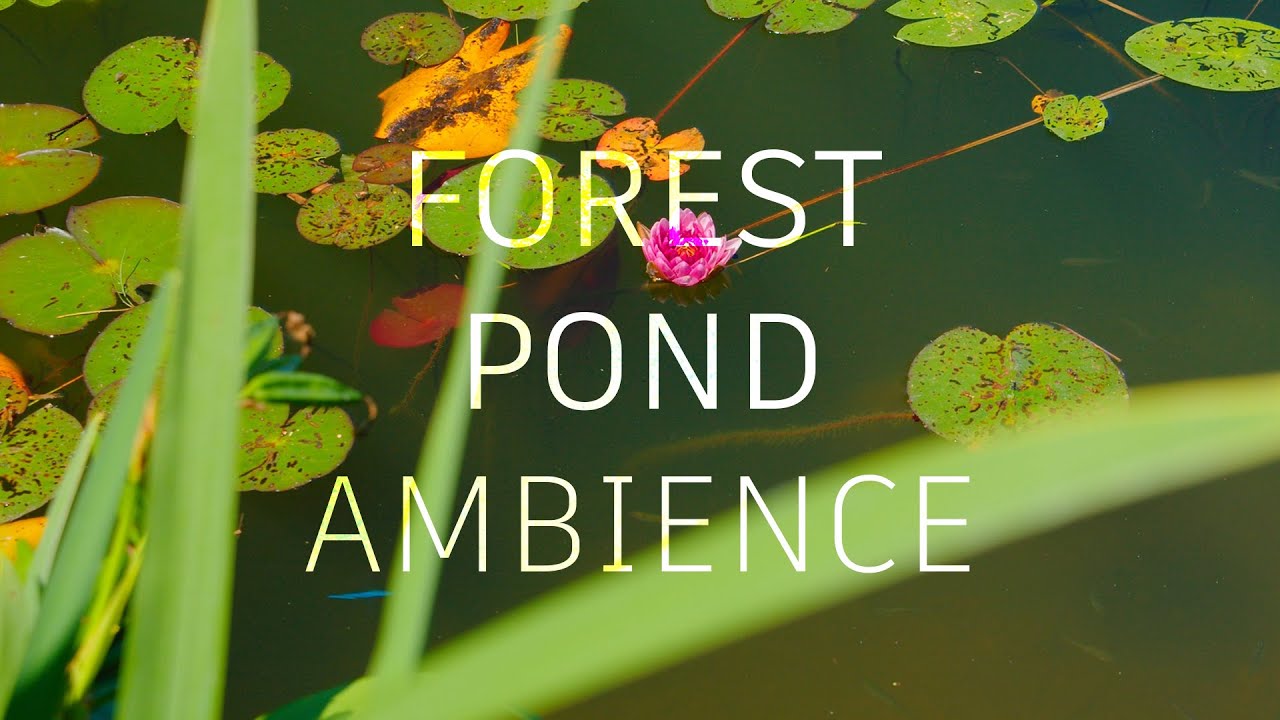 Forest pond ambience | Frogs croaking sounds | Birds chirping sounds ...