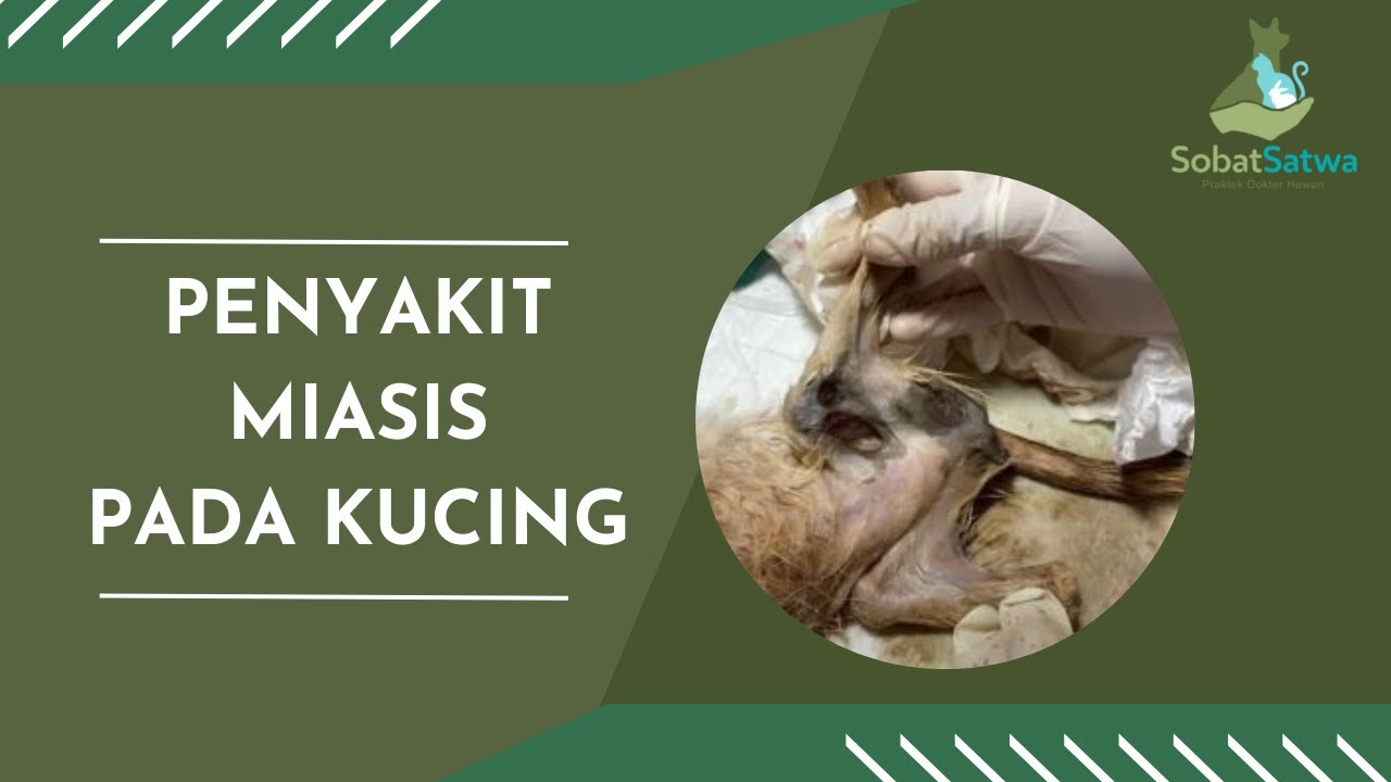 Penyakit Miasis Pada Kucing - YouTube