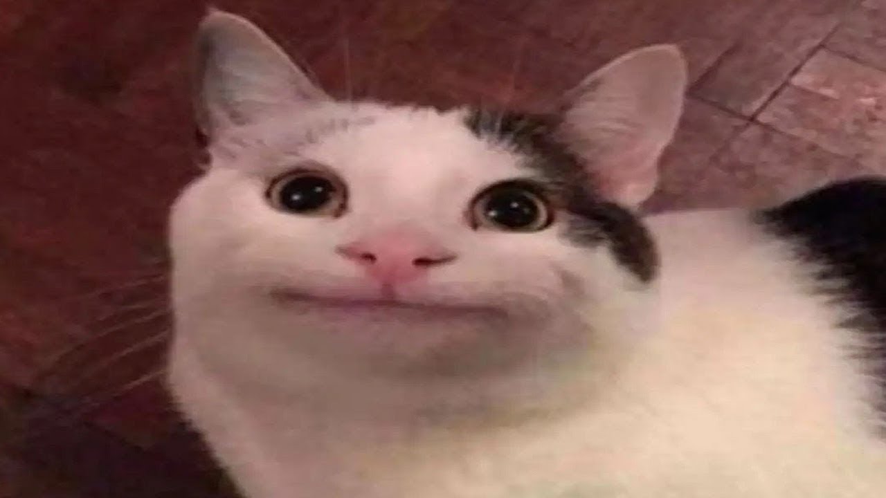 Best of Funny Dogs and Cats: Laugh Until You Cry - YouTube