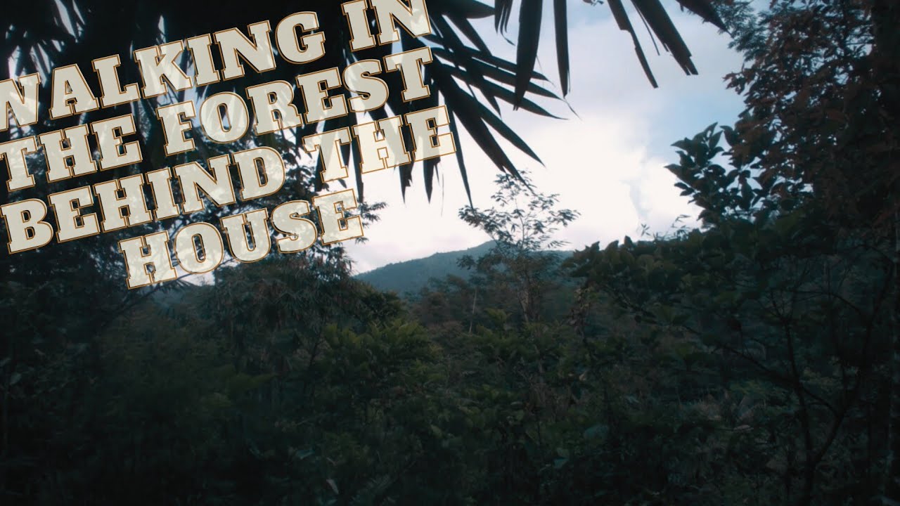 WALKING IN THE FOREST BEHIND THE HOUSE - YouTube
