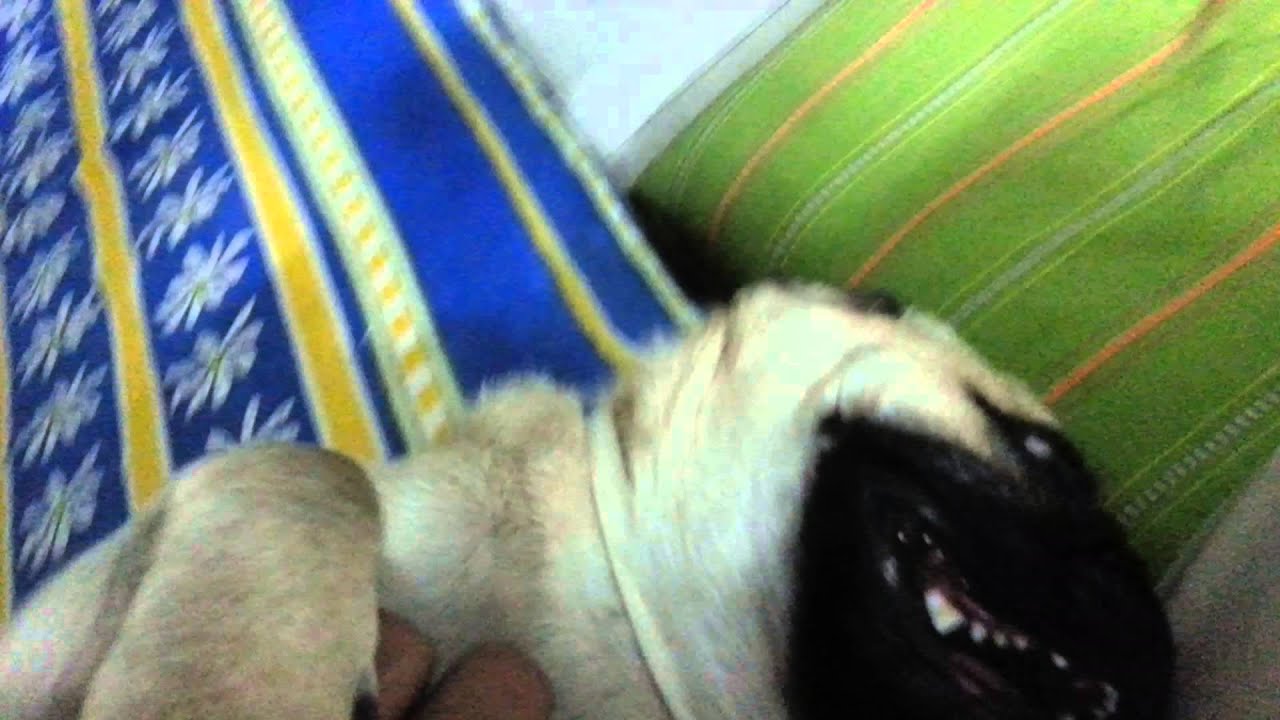 Pug Puppy Really Likes Belly Scratches - YouTube