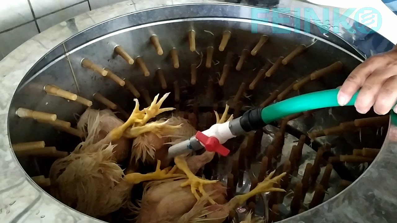 DESPLUMADORA DE POLLOS FEINKO 14 X MINUTO. demostración del ...