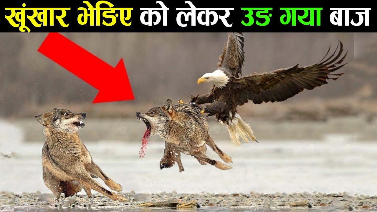 खूंखार भेड़िए को लेकर उड़ गया बाज | Most Amazing Eagle Attacks - YouTube