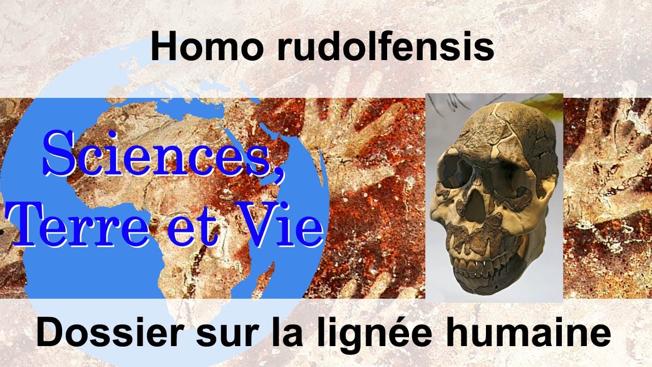 Homo rudolfensis - YouTube