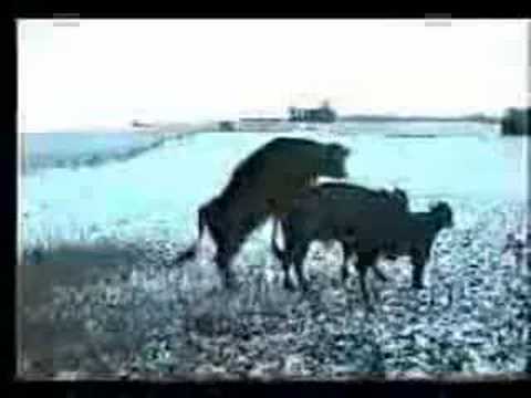 boğa 02