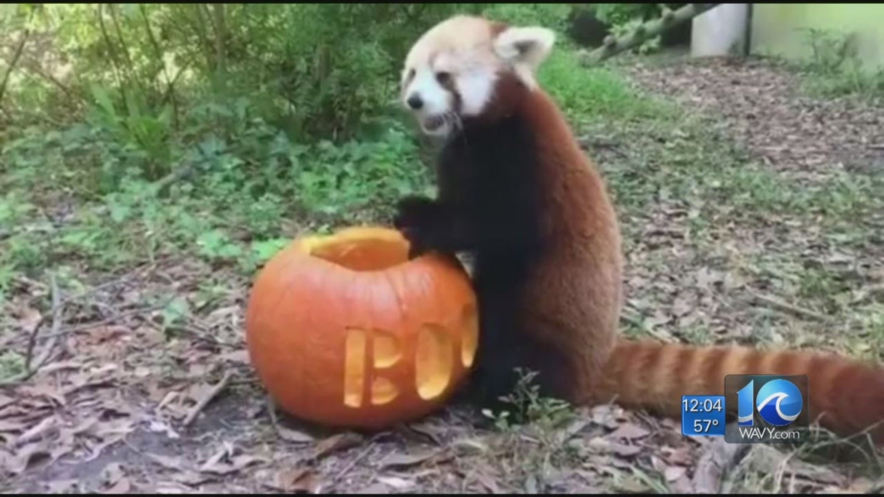 Red Panda Missing from The Virginia Zoo - YouTube
