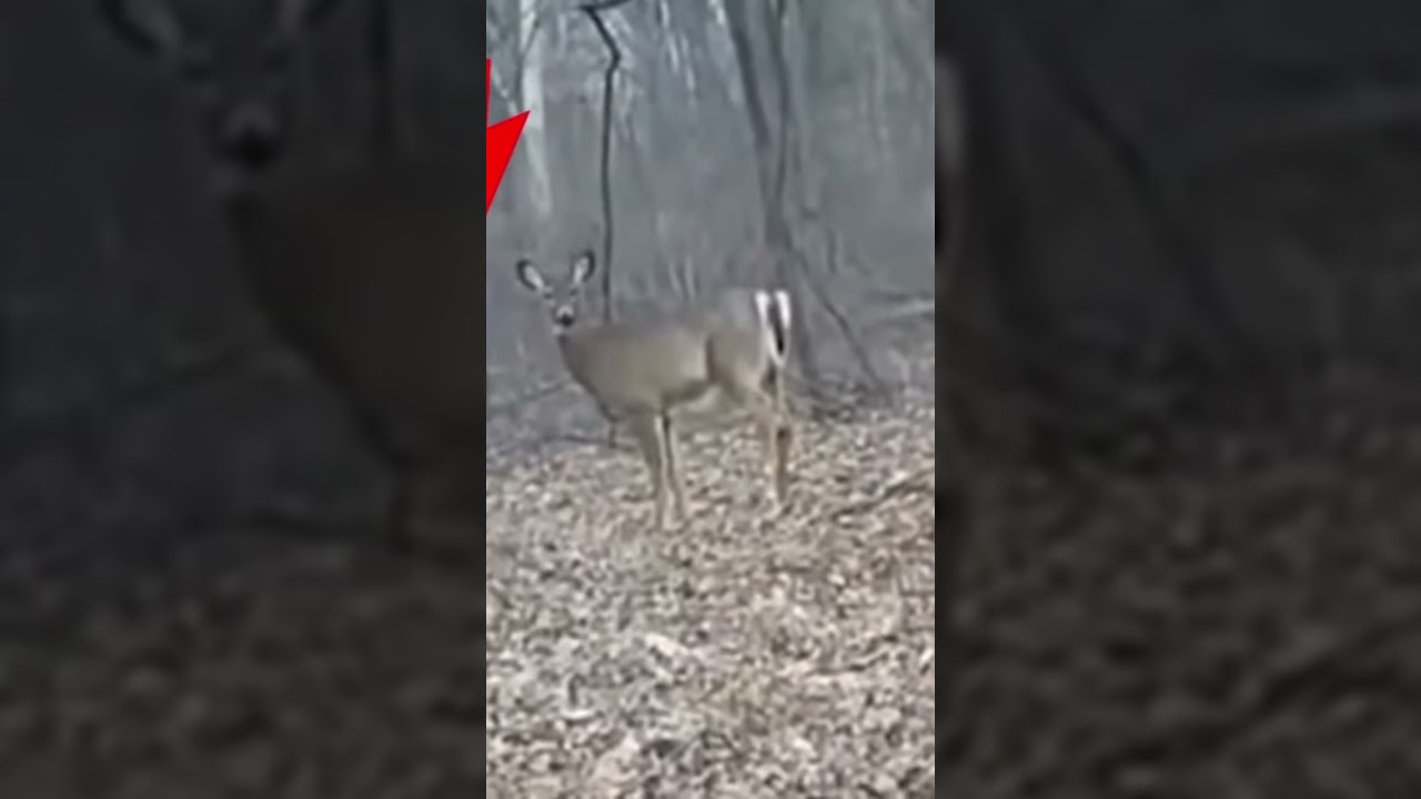 Cryptids come out of the forest while man is taking a walk - YouTube