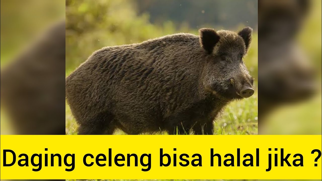 daging celeng bisa halal jika - YouTube