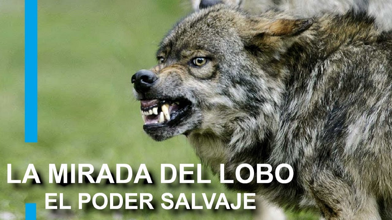 EL LOBO, Su Mirada deja helado a perro - La Mirada de un LOBO que tan ...