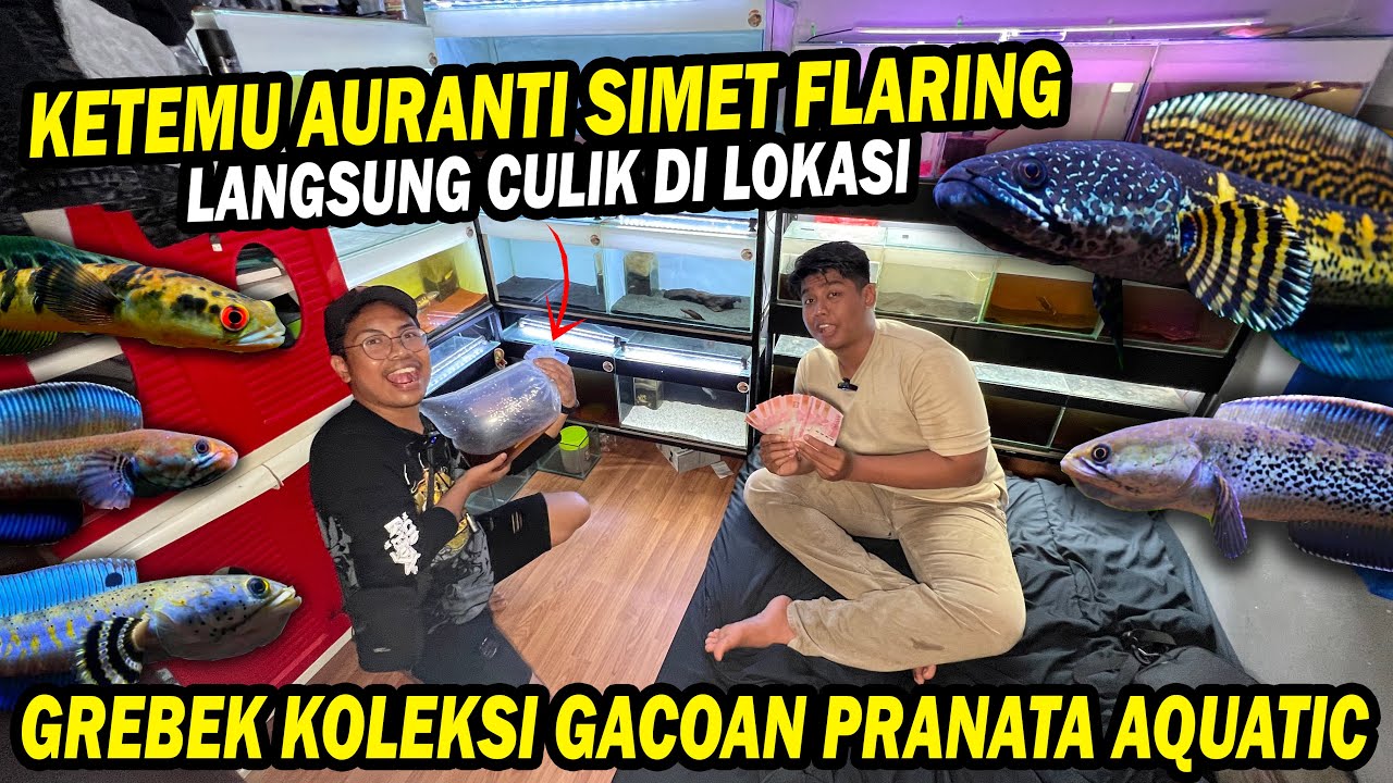 GACOK AURANTI MATI!! LANGSUNG BERBURU CHANNA AURANTI LAGI - YouTube
