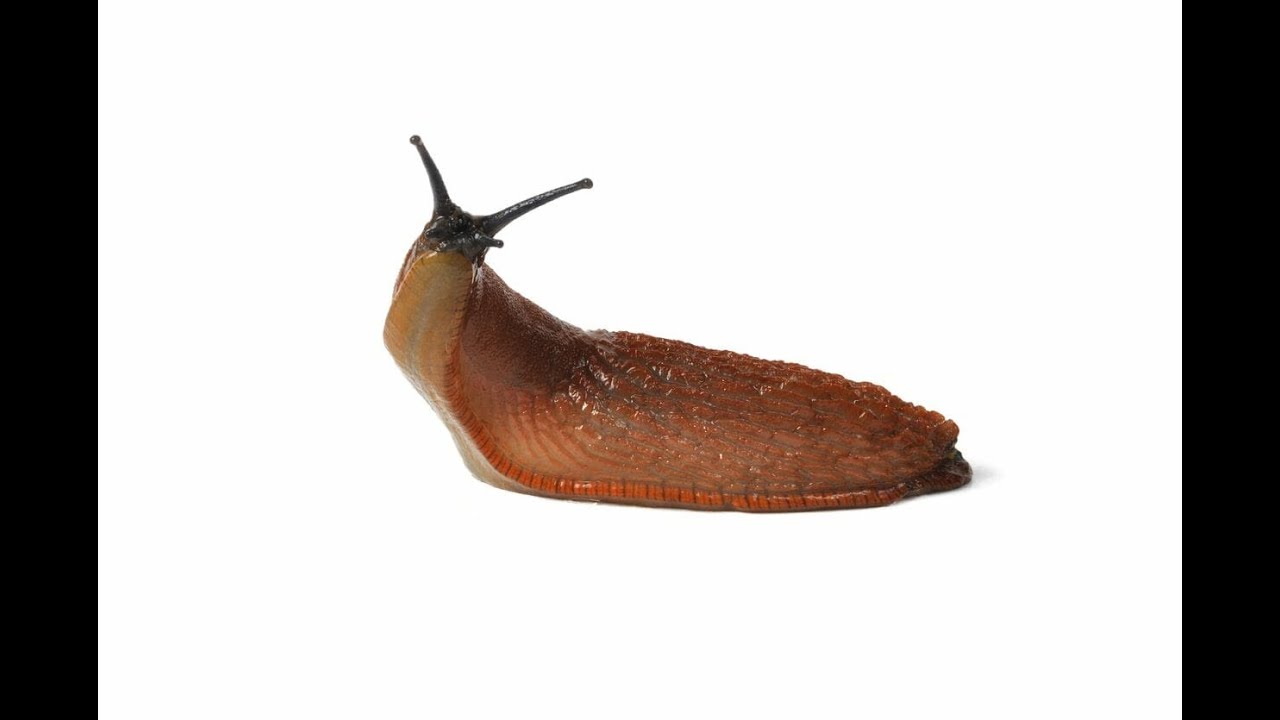 CM SS13 - Slow as a slug - YouTube