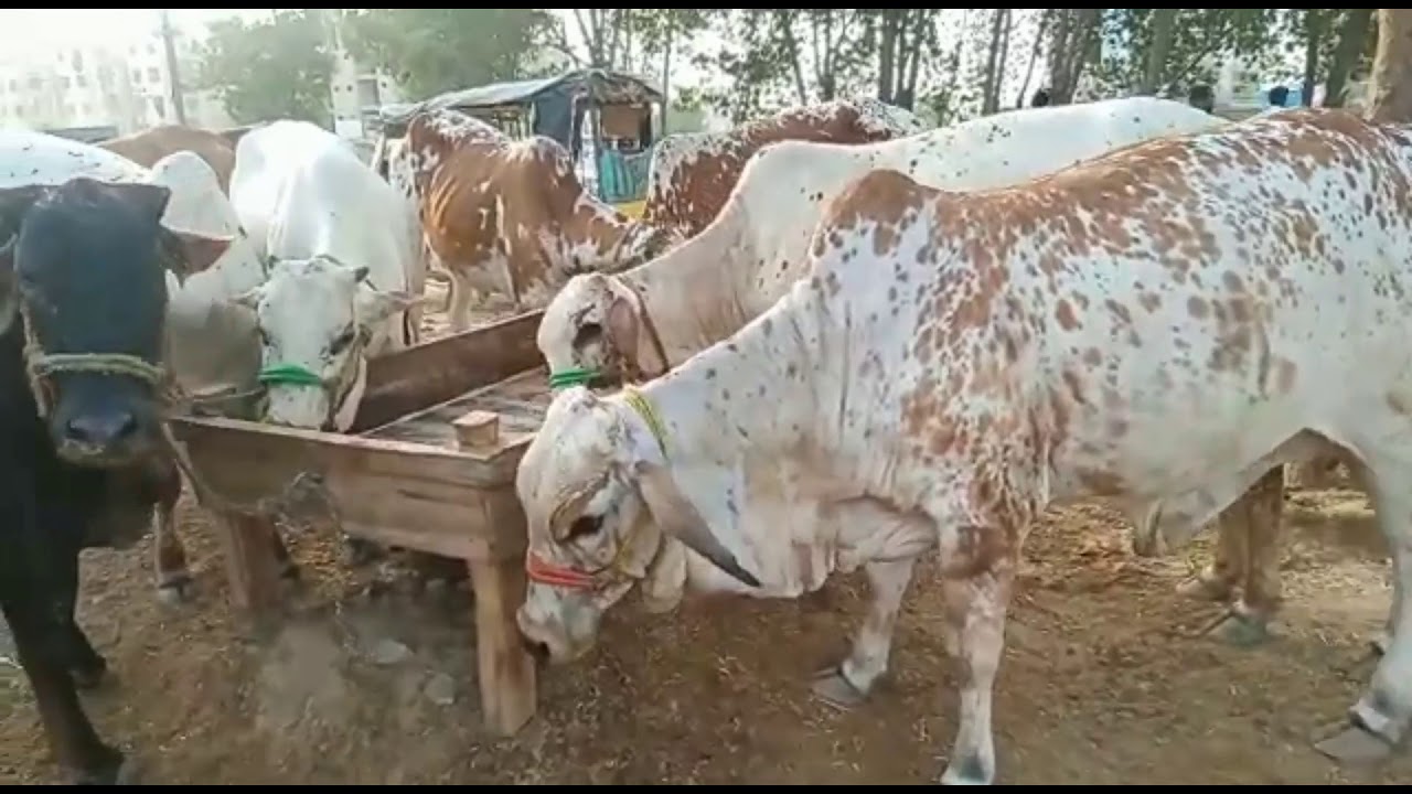 Cow Mandi | 2020 New Bara | Animal World - YouTube
