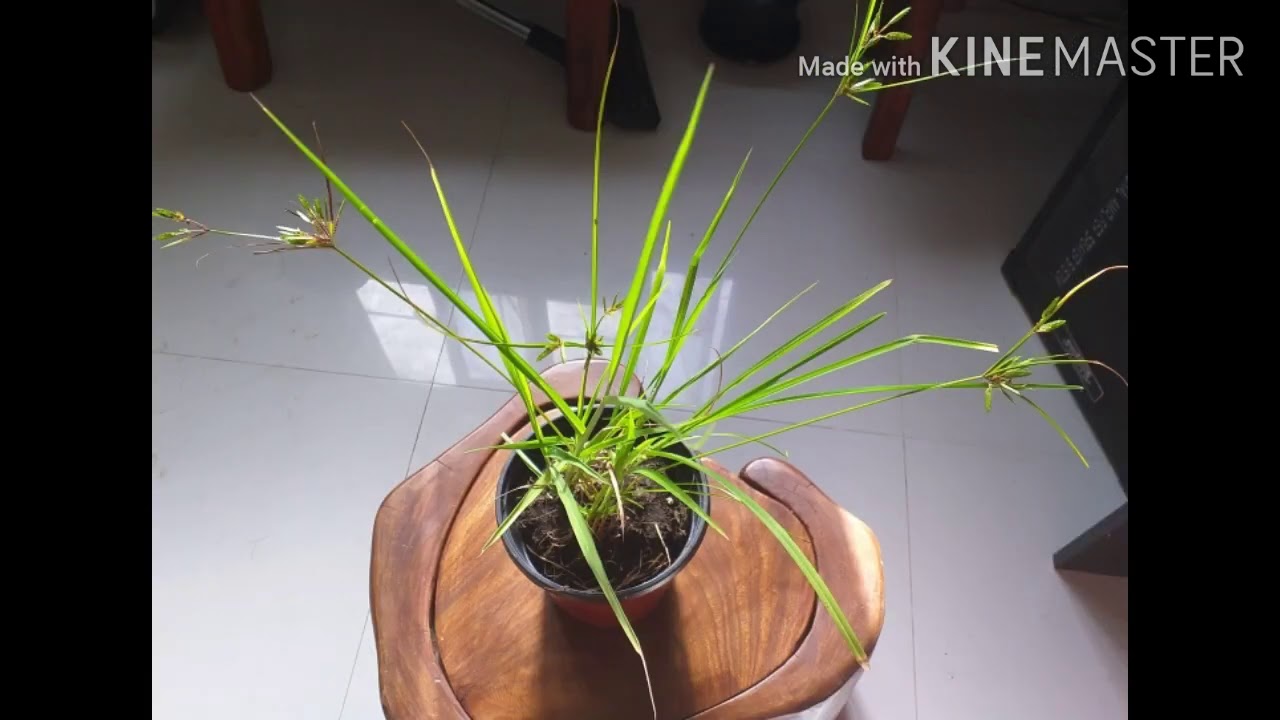 Paragis(bila-bila) - YouTube