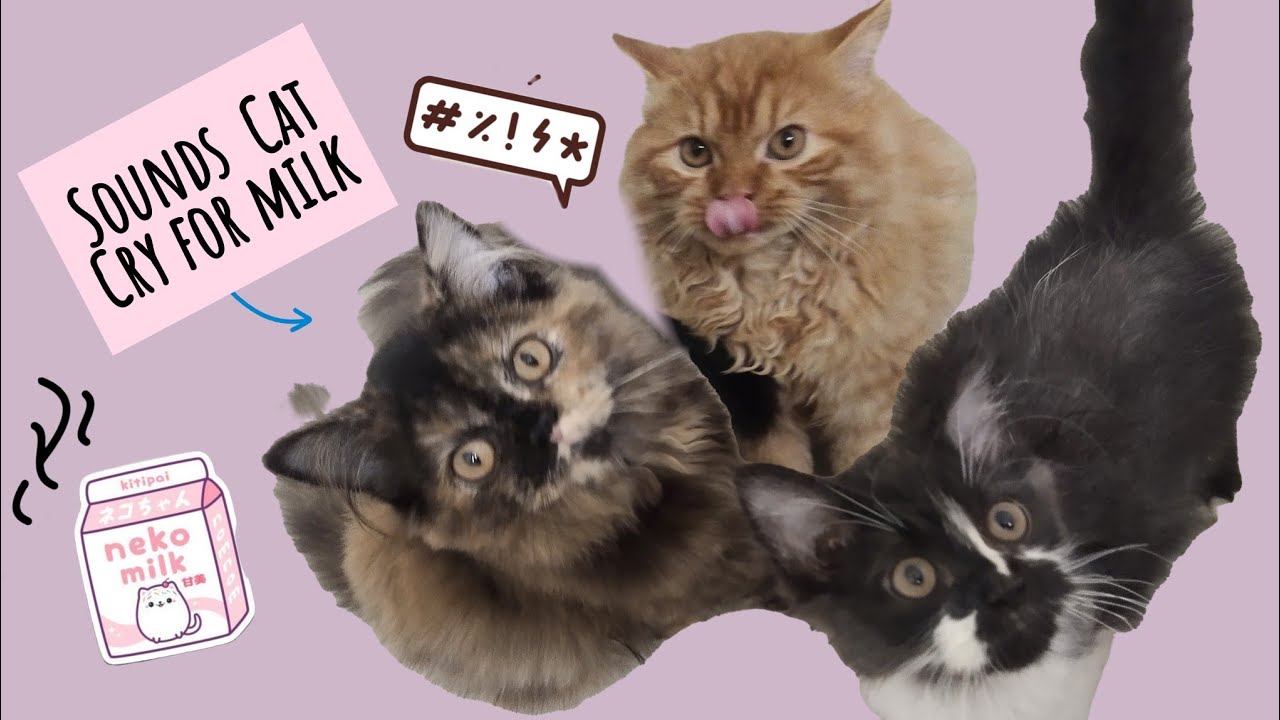 Kitten's meow for milk | So cute 🍼🍼 - YouTube