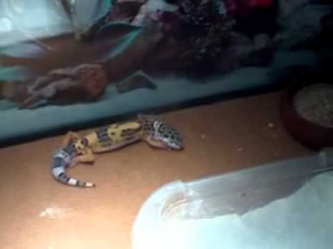 leopard gecko sleeping - YouTube