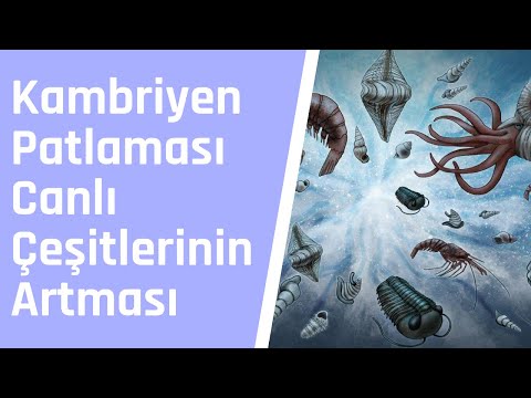 Kambriyen Patlaması Canlı Çeşitlerinin Artması