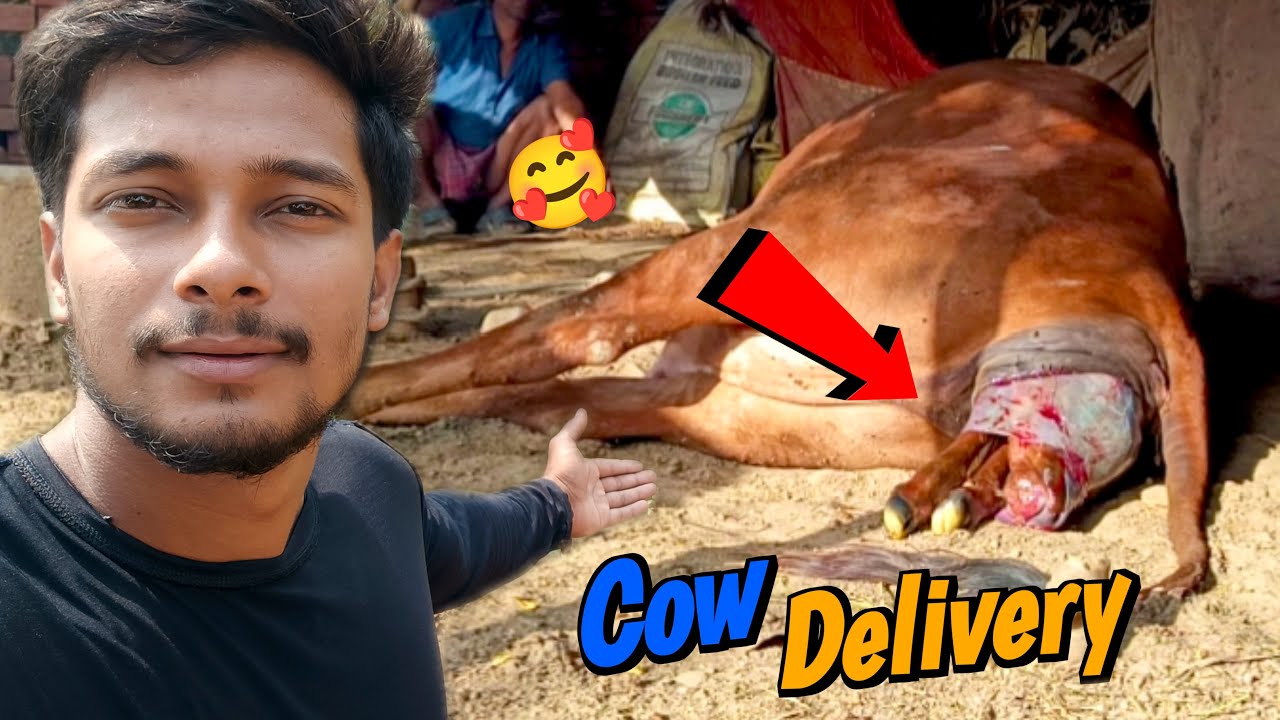 Cow Giving Birth To Beautiful Calf 🥰 || @abhiandlak1 - YouTube