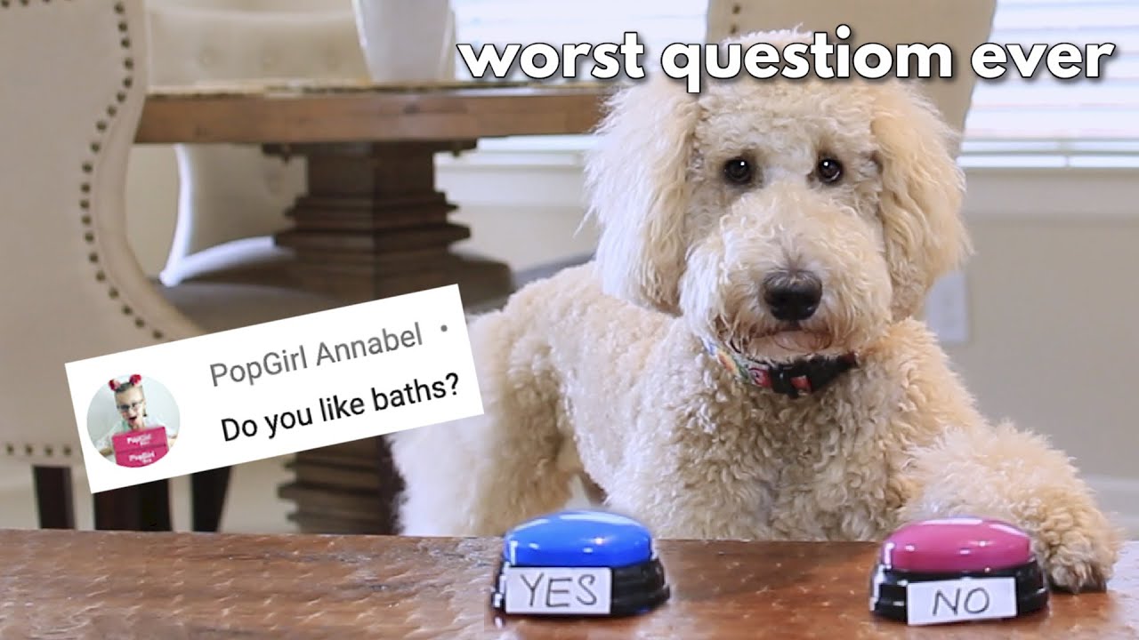 My Dog Answers Fans Questions Using Talking Buttons - YouTube