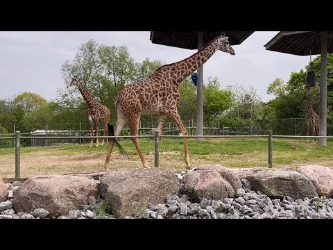 Toronto Zoo | All Animals & Exhibits