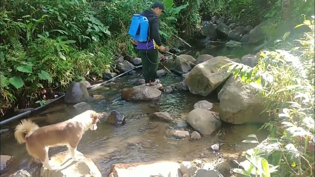 NANGURYENTE SI MISTER NG ISDA SA ILOG! | BUHAY PROBINSYA - YouTube