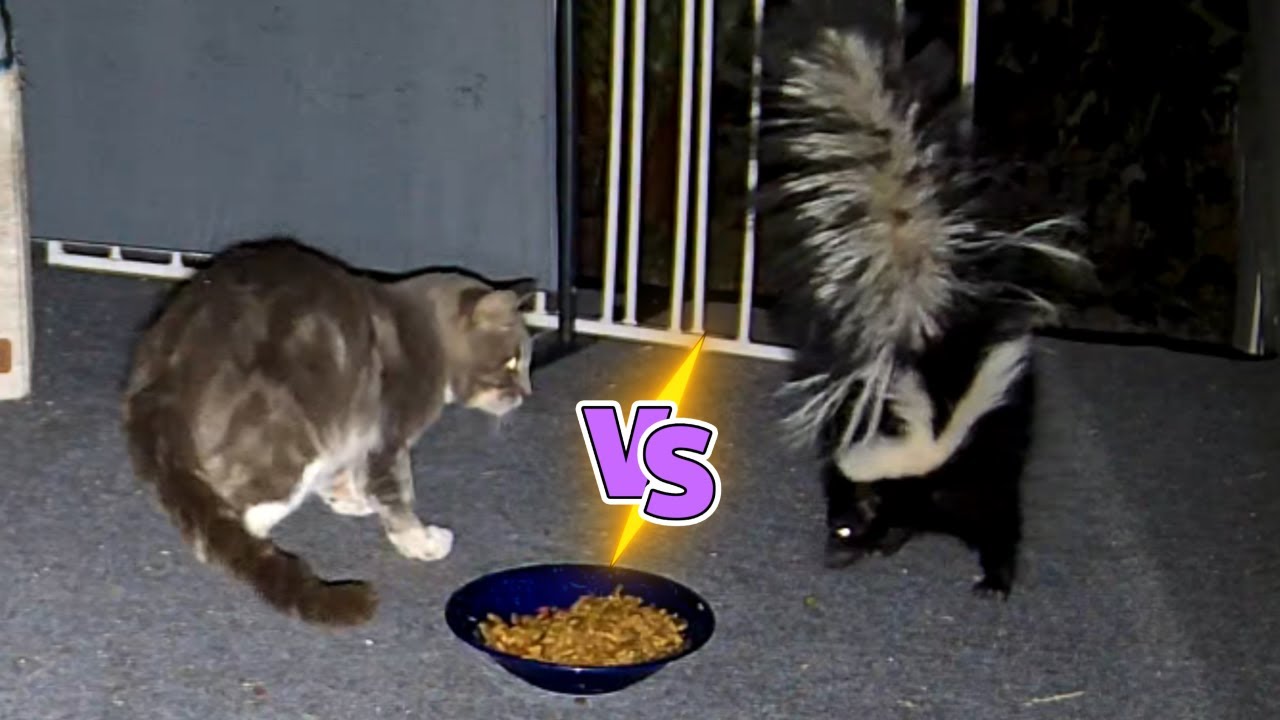 Cat vs Skunk - YouTube