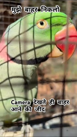 Talking parrot from mountains #talkingparrot #mithu #tota #mirchi #bird ...