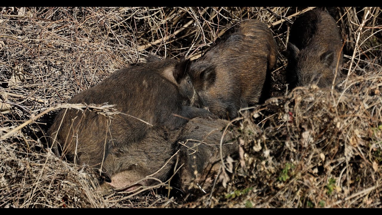 あくびをして寝付くイノシシ Wild boars yawning and falling asleep! Cinghiali che ...