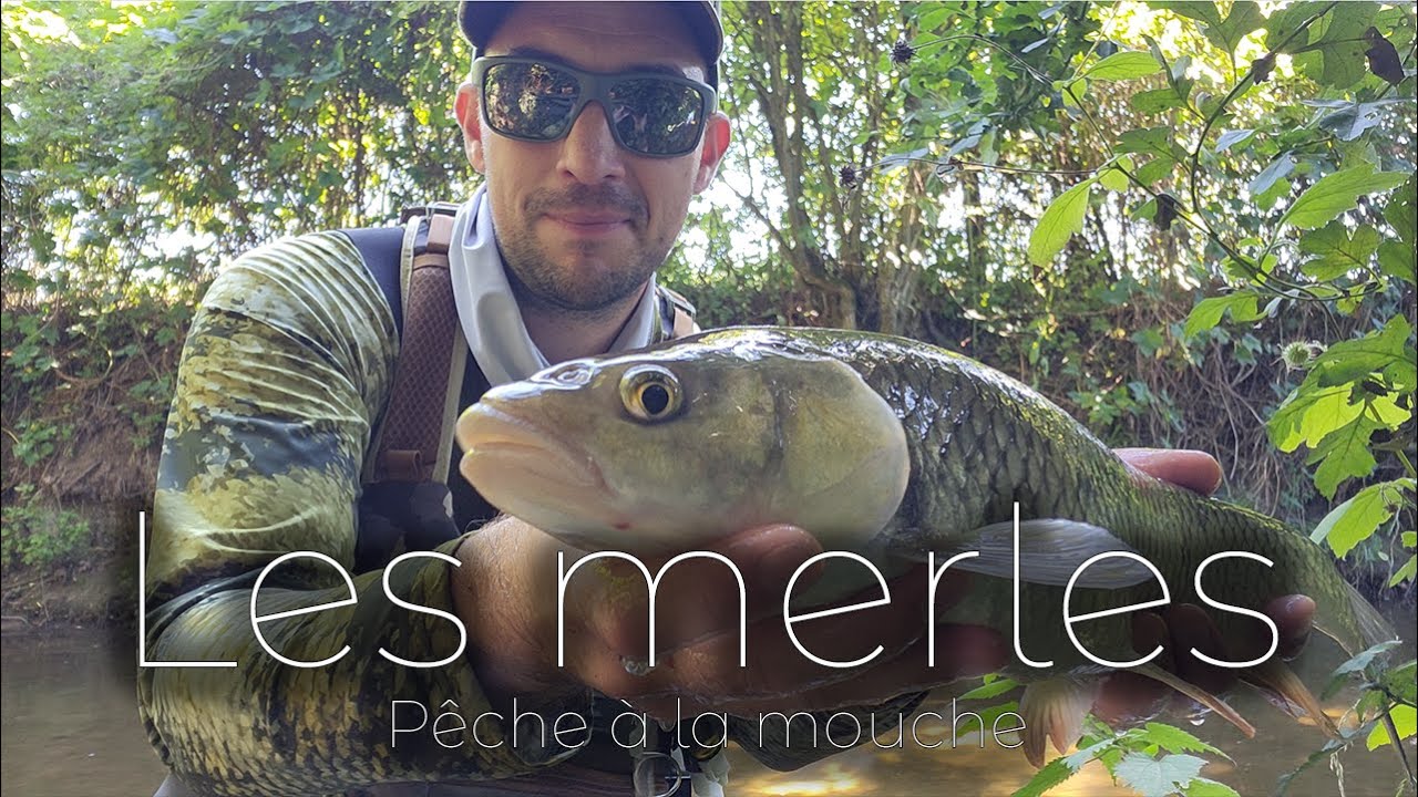 Les merles (pêche du CHEVESNE à la mouche) - YouTube
