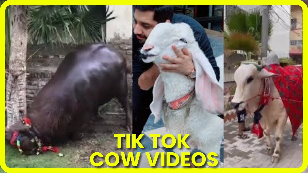 Tik Tok Eid Ul Adha Special | Cow Tik Tok | Cow Videos | Qurbani ...