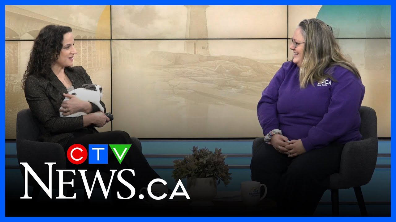 The Nova Scotia SPCA looks back on 2025 - YouTube