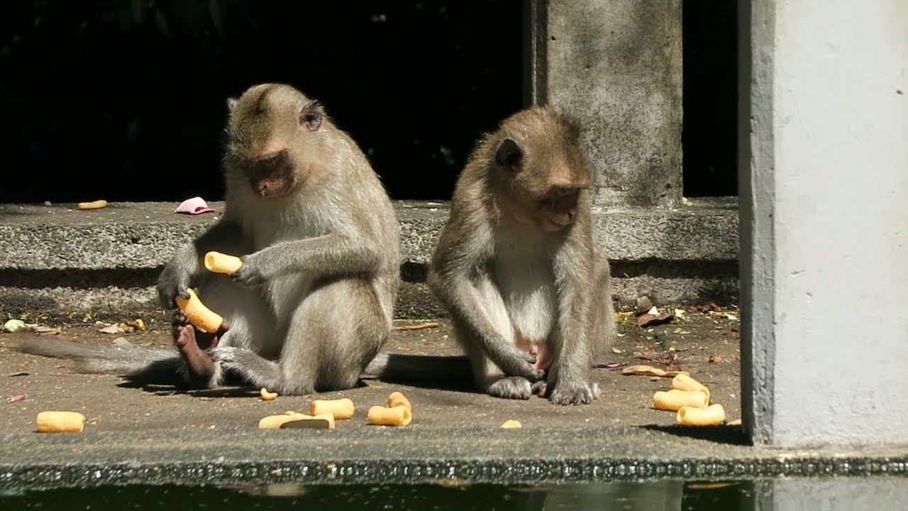 Monkey feeding food, monkey eating food video - YouTube