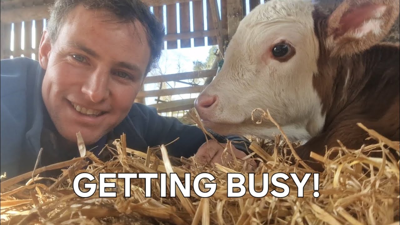 LAMB CONSTIPATION, PET CALF, MORE TRIPLETS! #sheep #sheepfarming #cow # ...