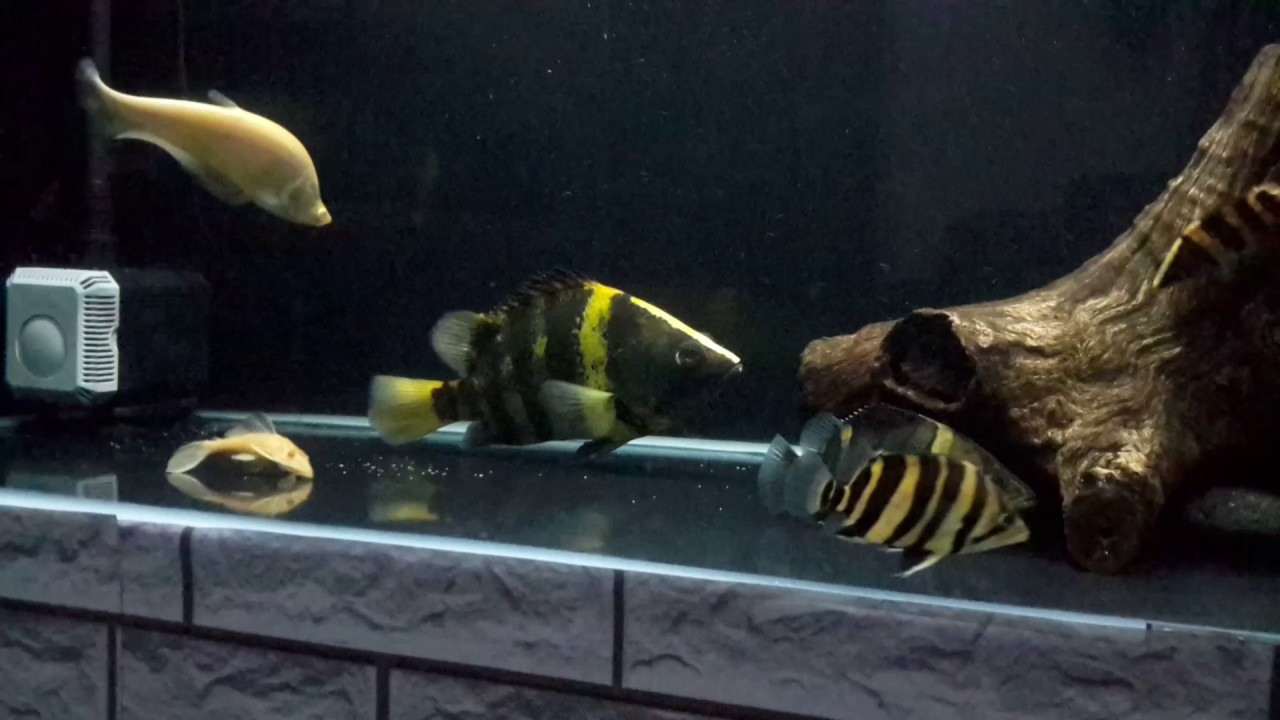 BIG AND SMALL NGT TIGER FISH - YouTube