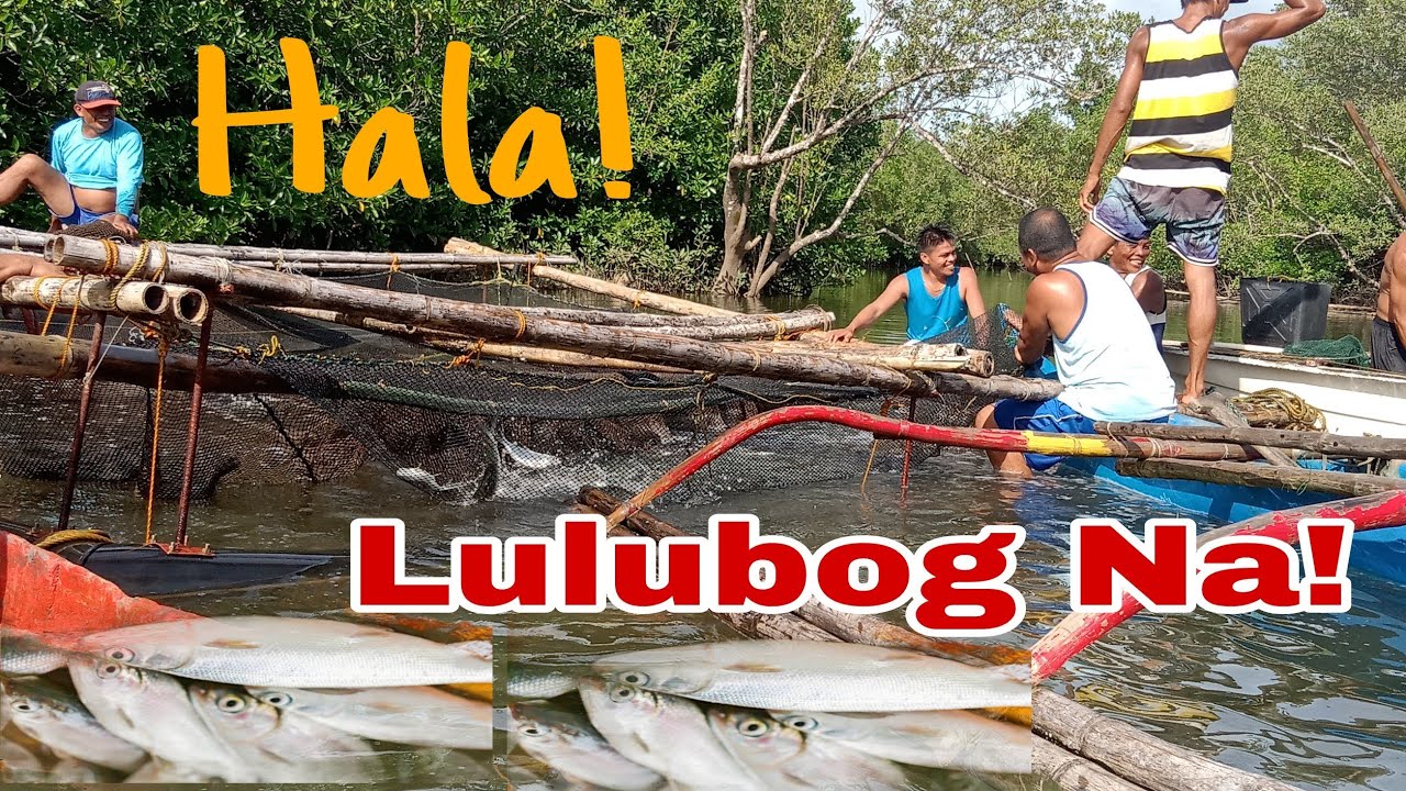 Biglaang Harvest Ng Bangus! Bakit Kaya? # milkfish# fresh# fish# Buhay ...