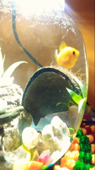 DIY Fish bowl decor | At home| - YouTube