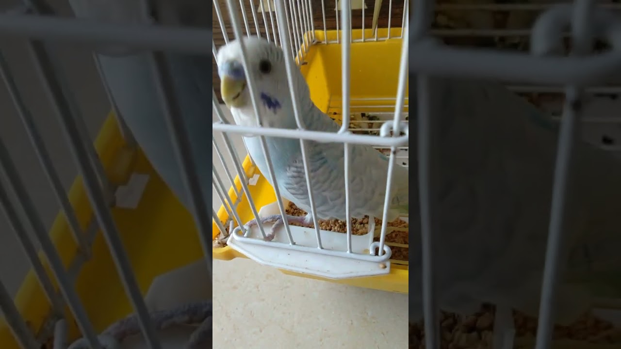 This bird is so untidy 🤦‍♀🙅🏾‍♀ - YouTube