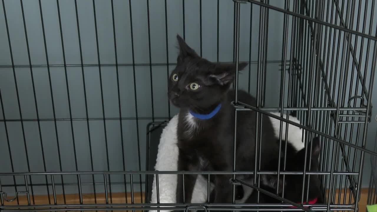 Ten Lives Club holds fundraiser, plans expansion - YouTube