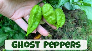Ghost Pepper Plant