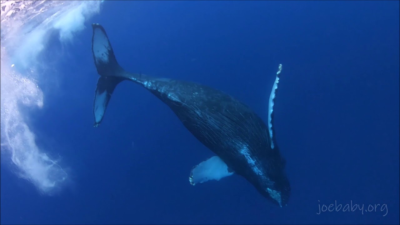 DOLPHINS playing w/WHALE! Amazing encounter in the ocean with Dolphins ...