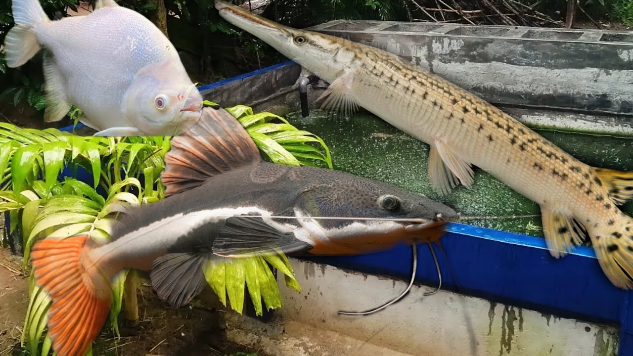 ටැන්කි මාරු වුනු මාළු🐟 🐳 #fish#fishing#aquarium #redtailcatfish# ...
