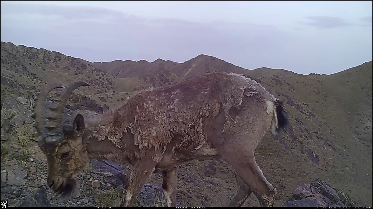 Male Ibex herd of Nomgon soum mountain 2019. - YouTube