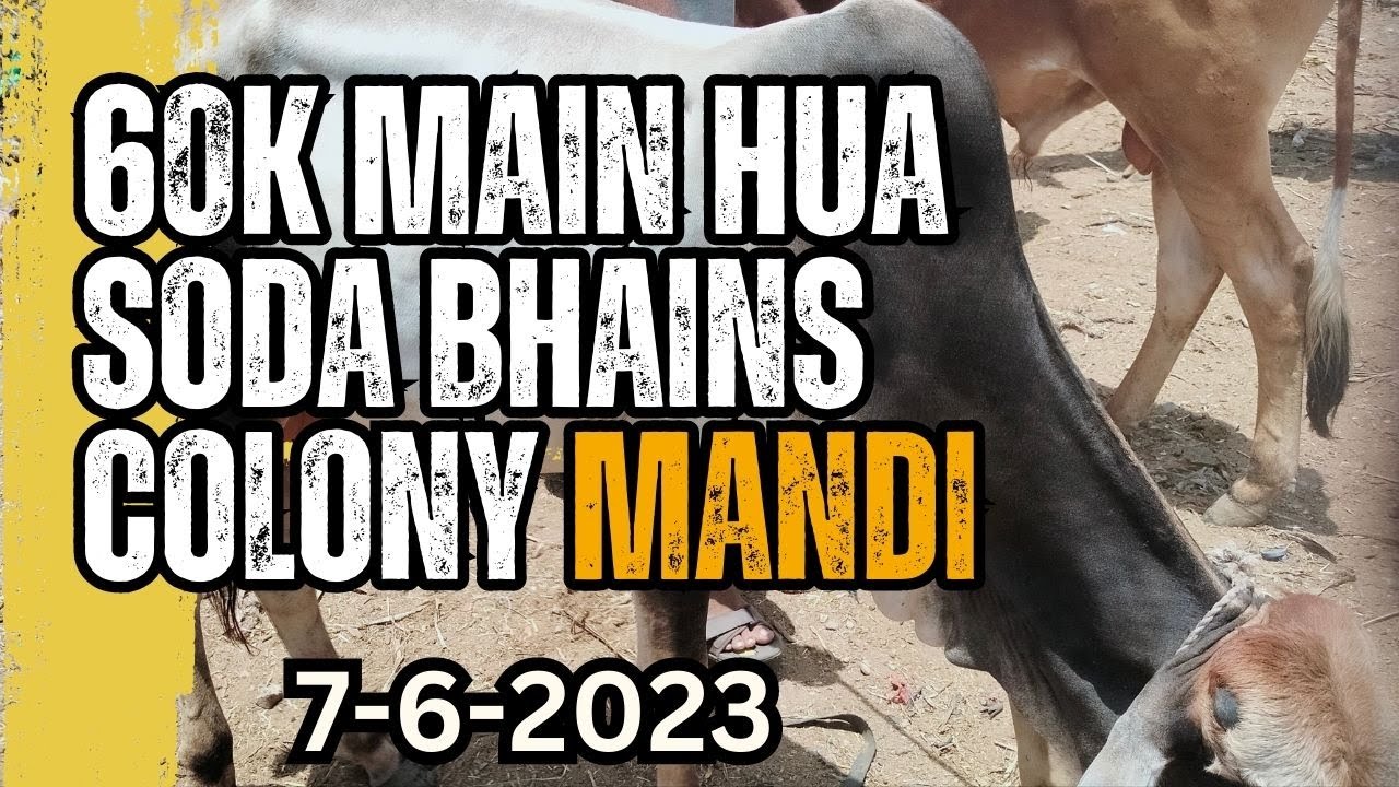 Bhains Colony Cow Mandi Rates Update|07-june-2023|Cow Mandi 2023|Bhains ...