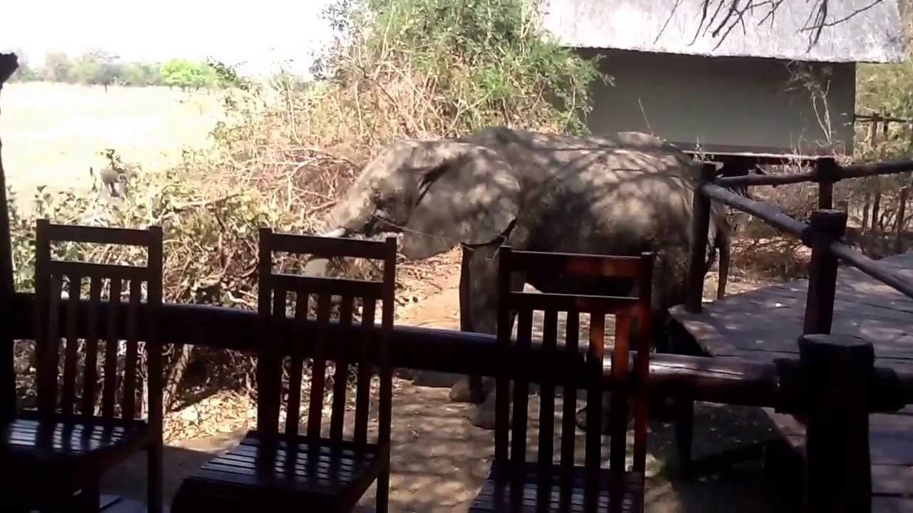 Lion Camp, South Luangwa Park, Zambia. - YouTube
